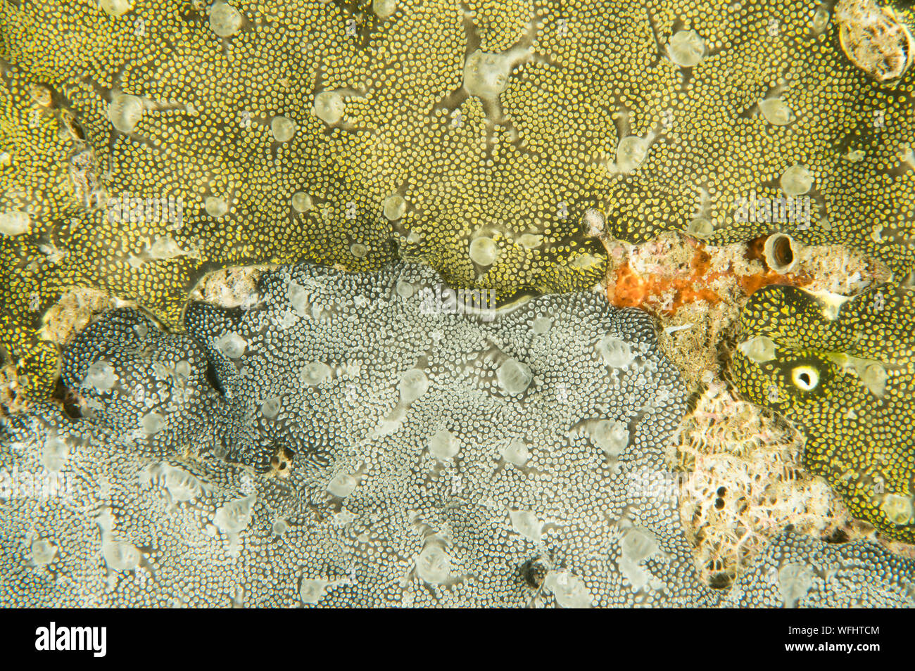 Encrusting sponges hi-res stock photography and images - Alamy