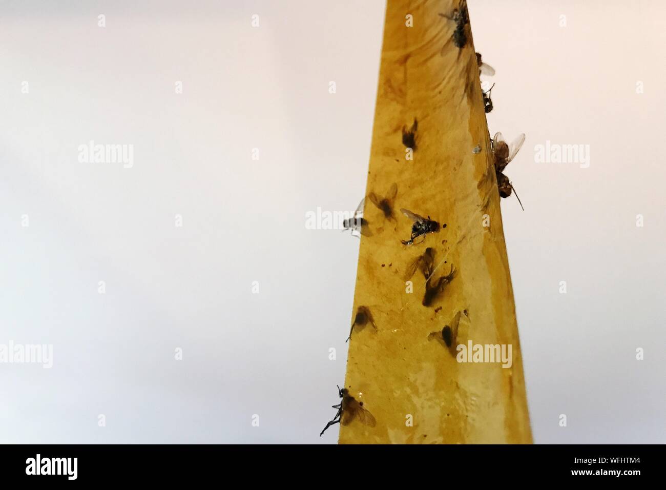 Flypaper High Resolution Stock Photography and Images - Alamy
