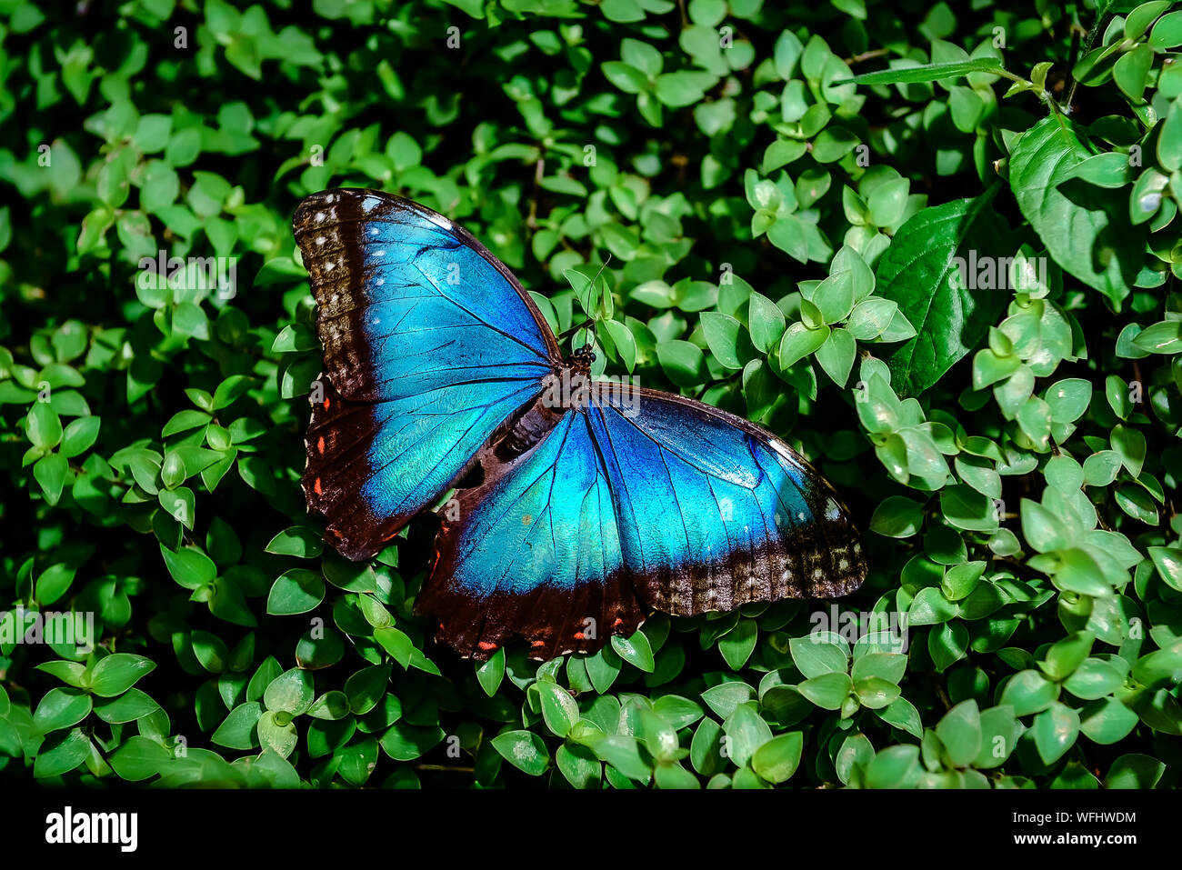 Morpho butterfly high hi-res stock photography and images - Alamy