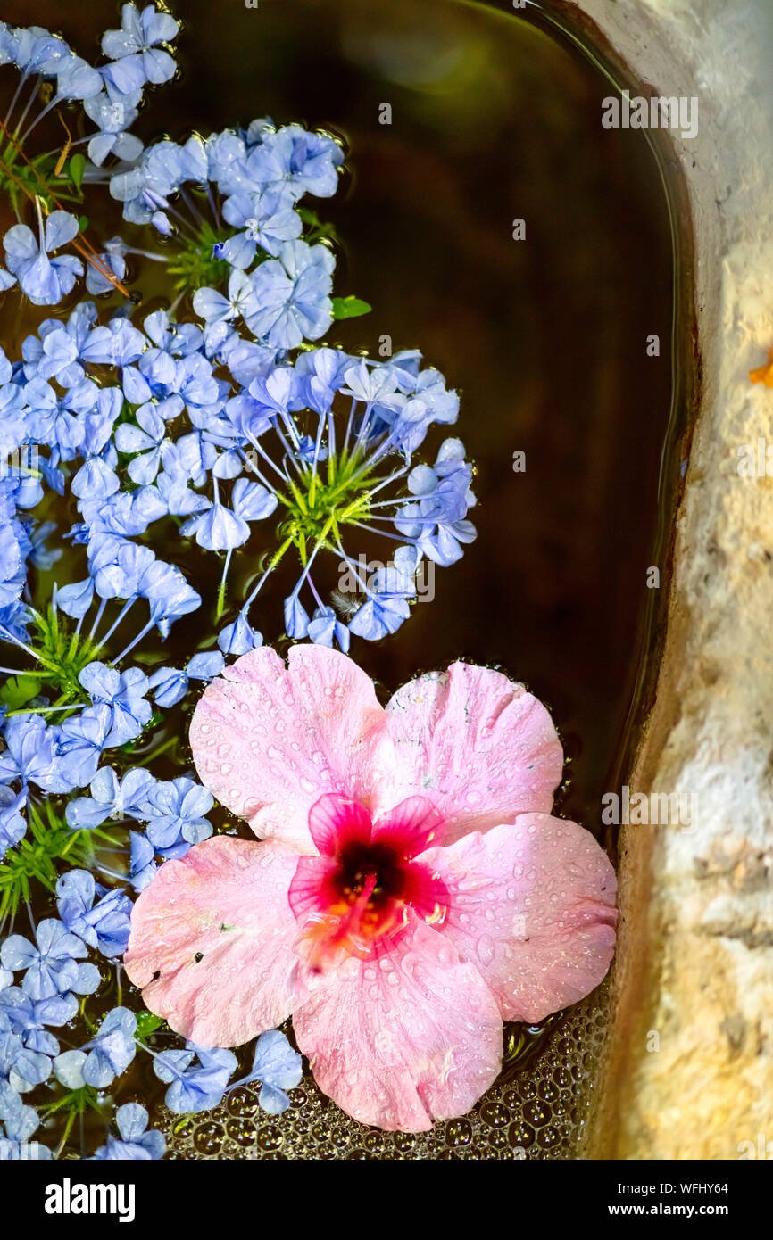 violet and pink flowers floating in a pond with a fresh green hue Stock ...