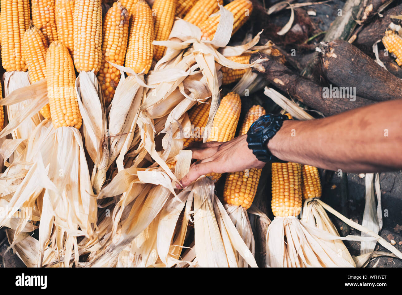 Man holding corn cob hi-res stock photography and images - Alamy