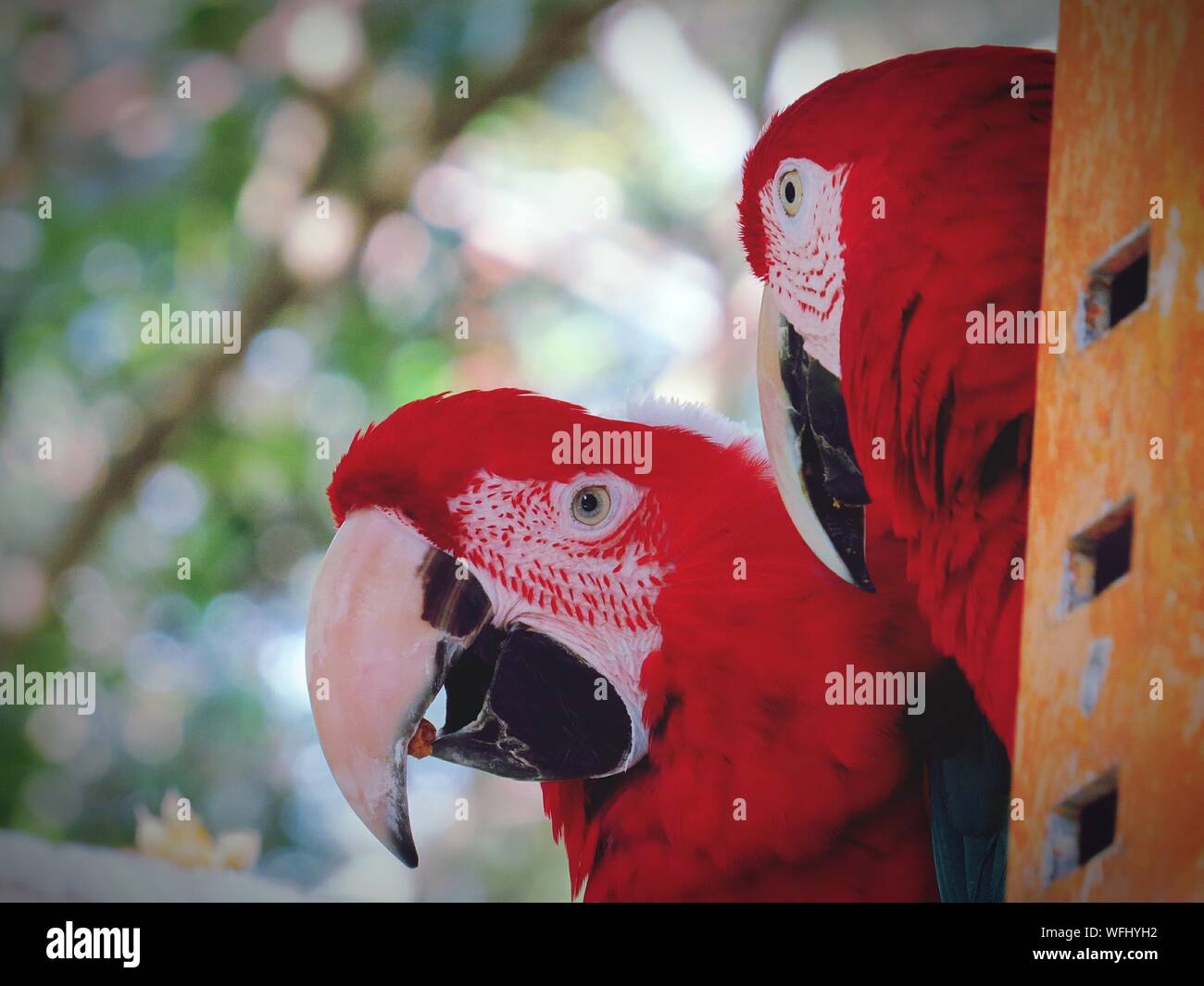 Two Scarlet Macaws High Resolution Stock Photography and Images - Alamy