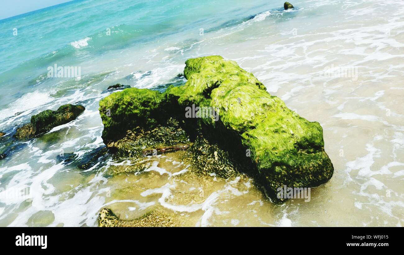 Water covered by seaweed hi-res stock photography and images - Alamy