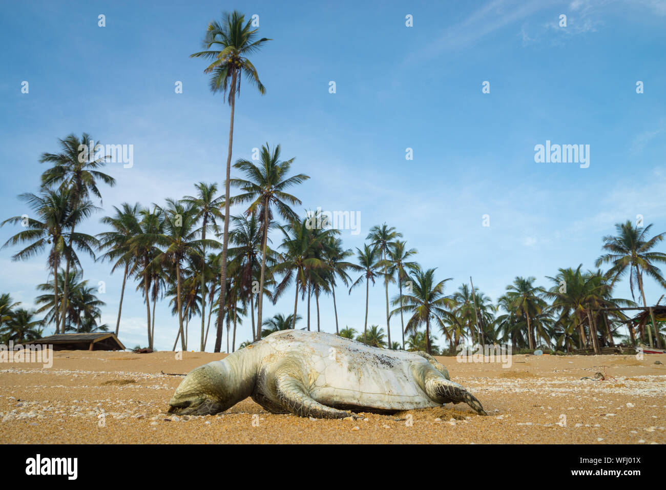 Lying coconut palm tree hi-res stock photography and images - Alamy