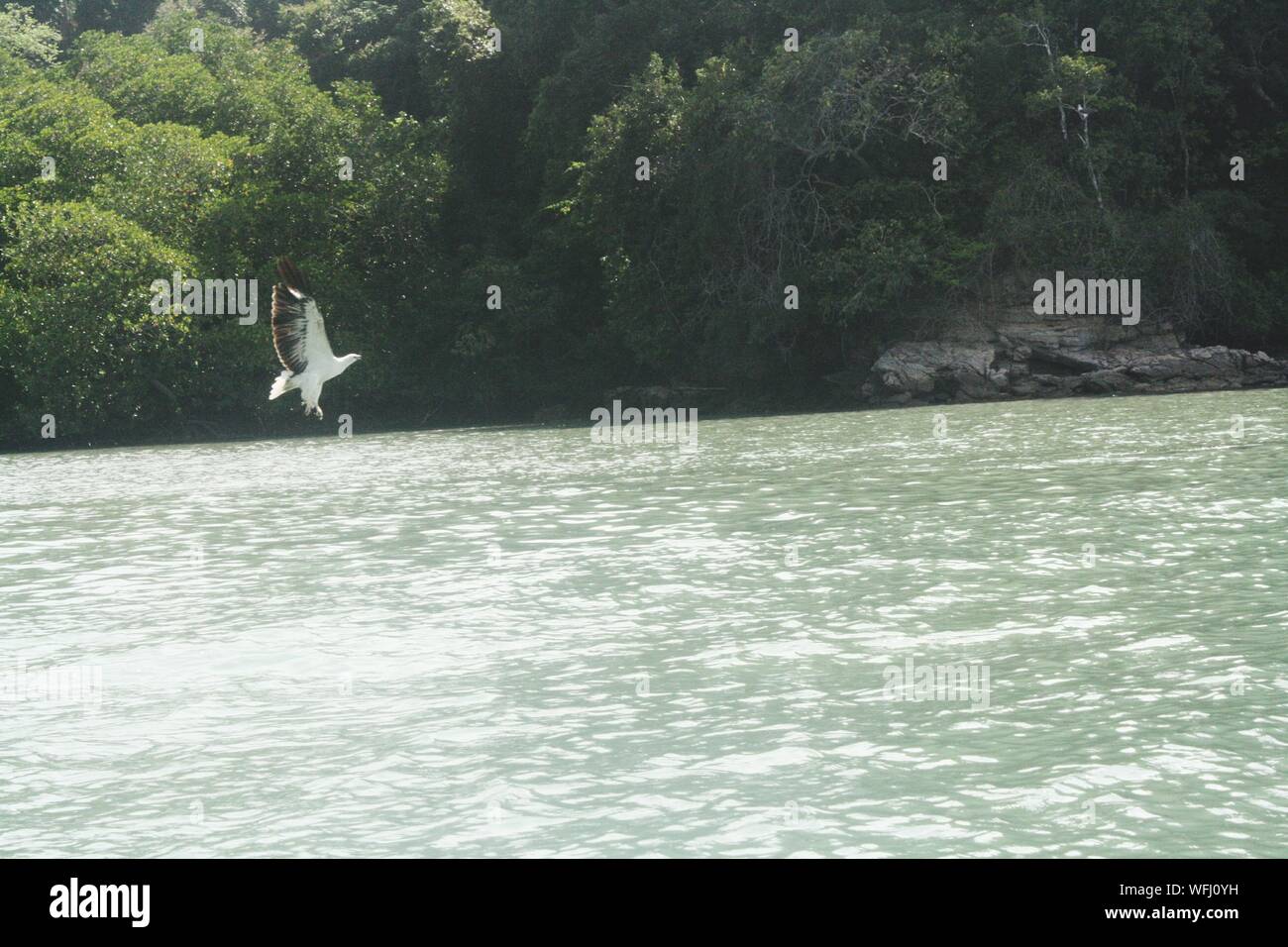 Bird Flying Above River Stock Photo - Alamy