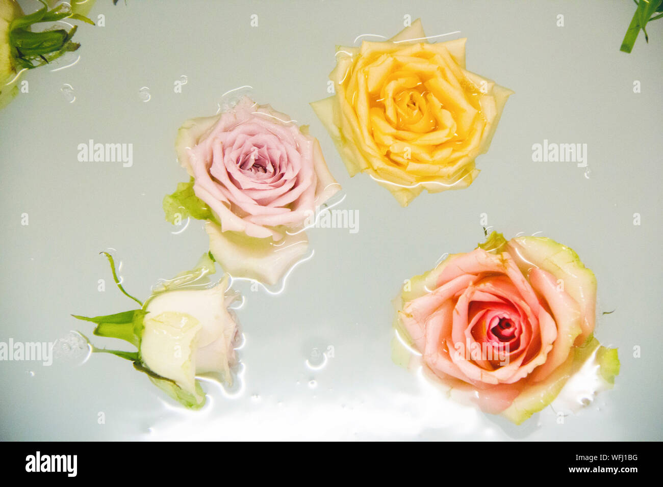 Floating roses hi-res stock photography and images - Alamy