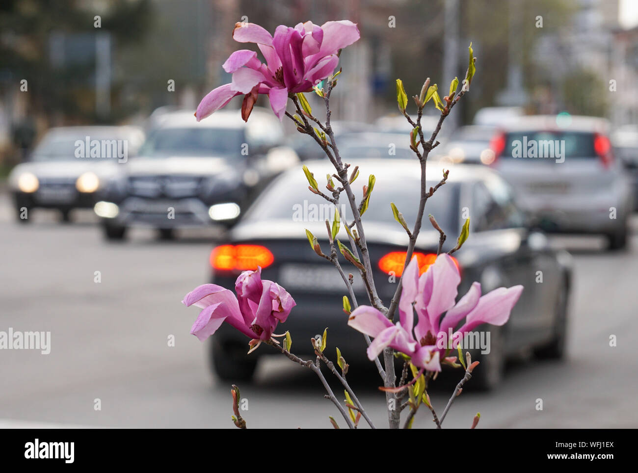 Purple roadside flowers hi-res stock photography and images - Alamy