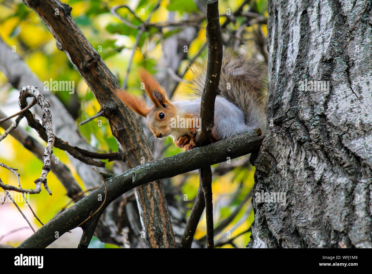 Orange squirrel hi-res stock photography and images - Alamy