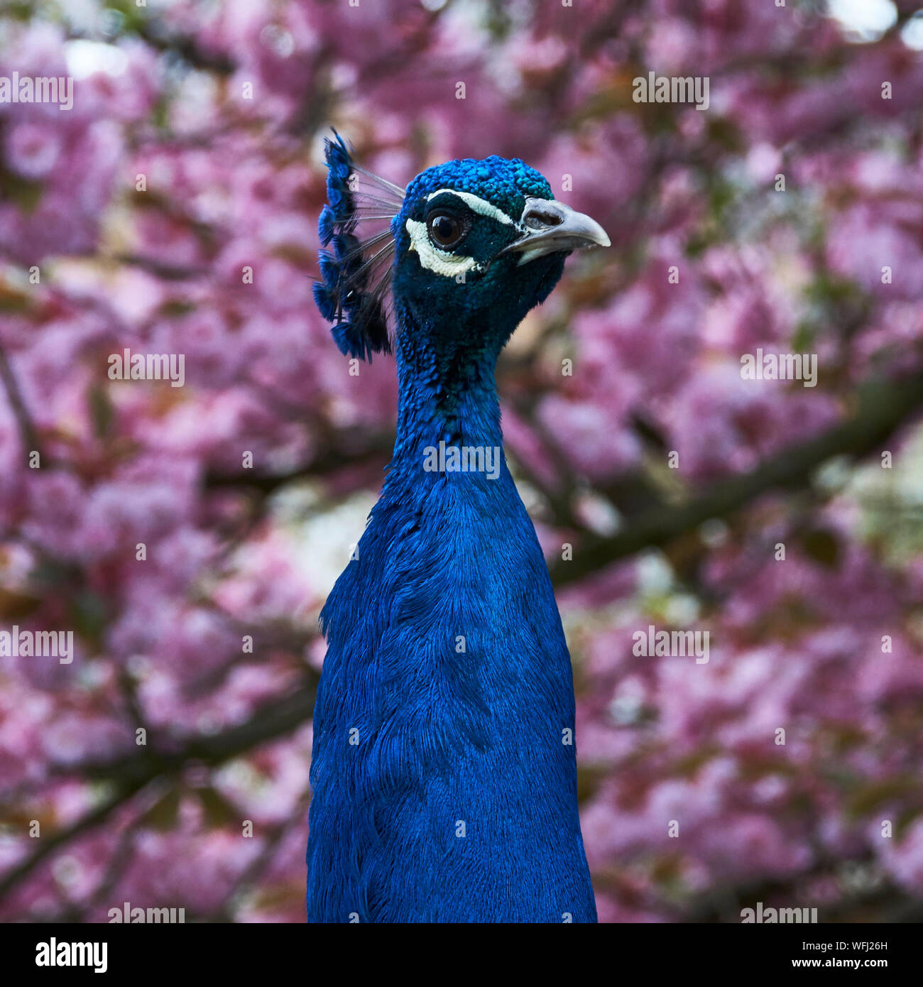 Peacock Flower Tree High Resolution Stock Photography and Images - Alamy