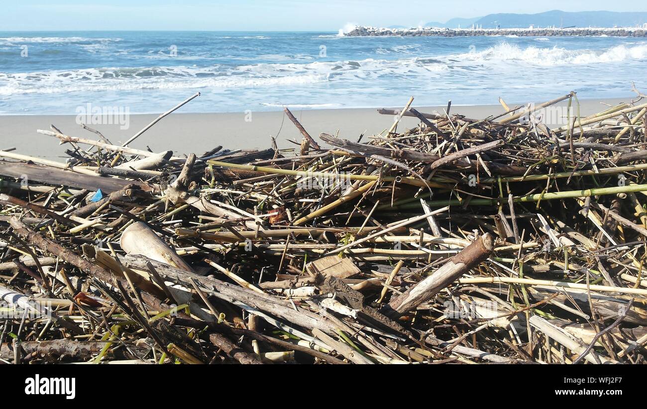 Dried sea plants hi-res stock photography and images - Alamy