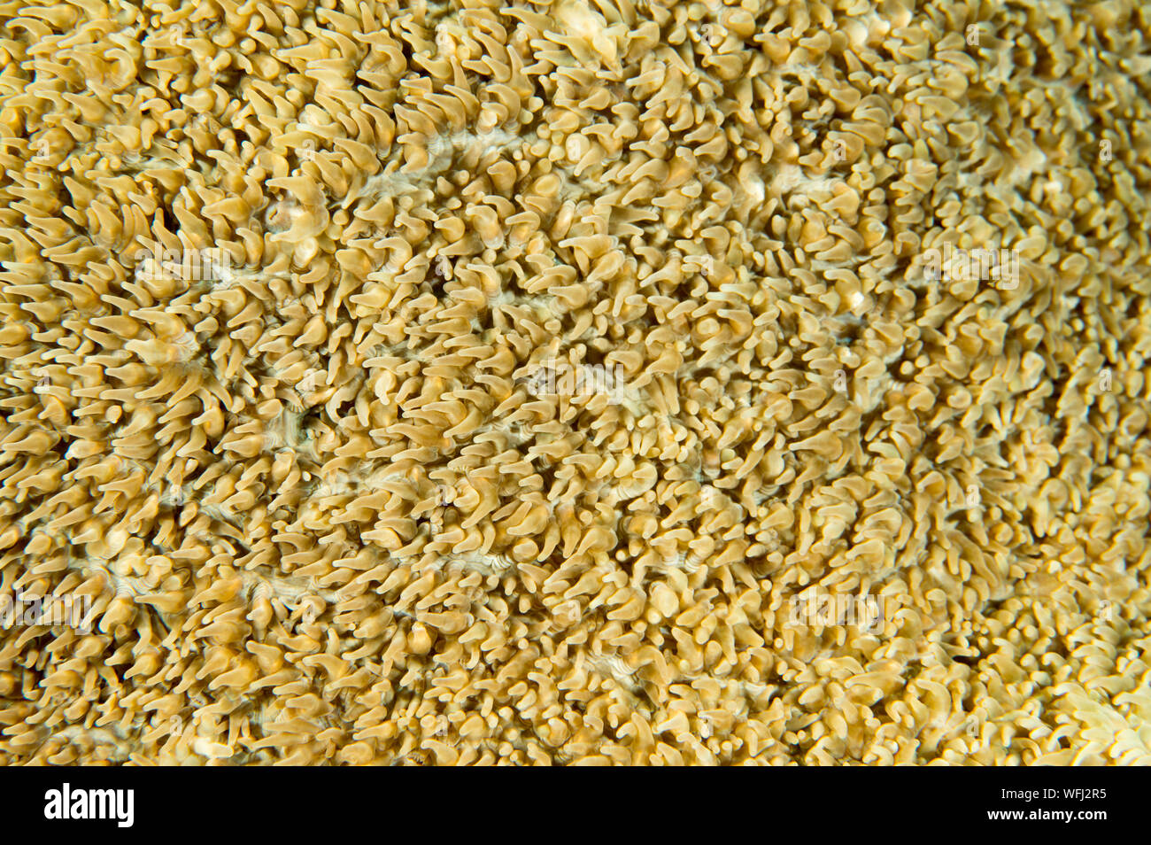 Polyp closeup hi-res stock photography and images - Alamy