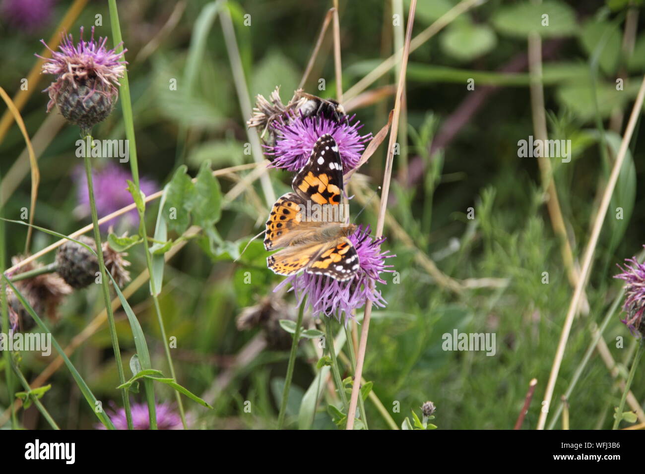 Large butterfly migration hi-res stock photography and images - Alamy