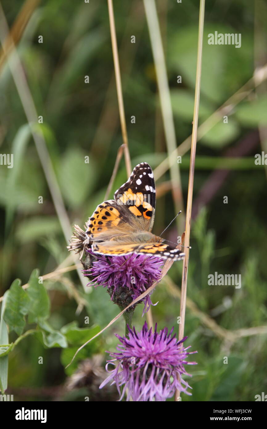 Large butterfly migration hi-res stock photography and images - Alamy
