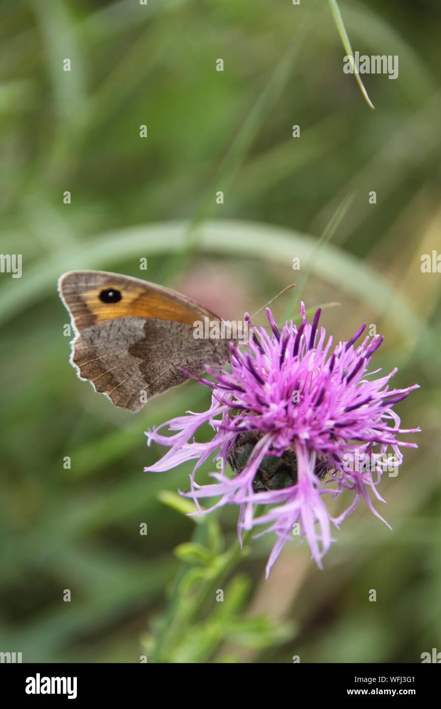 Meadow Brown Butterfly ( Maniola jurtina Stock Photo - Alamy