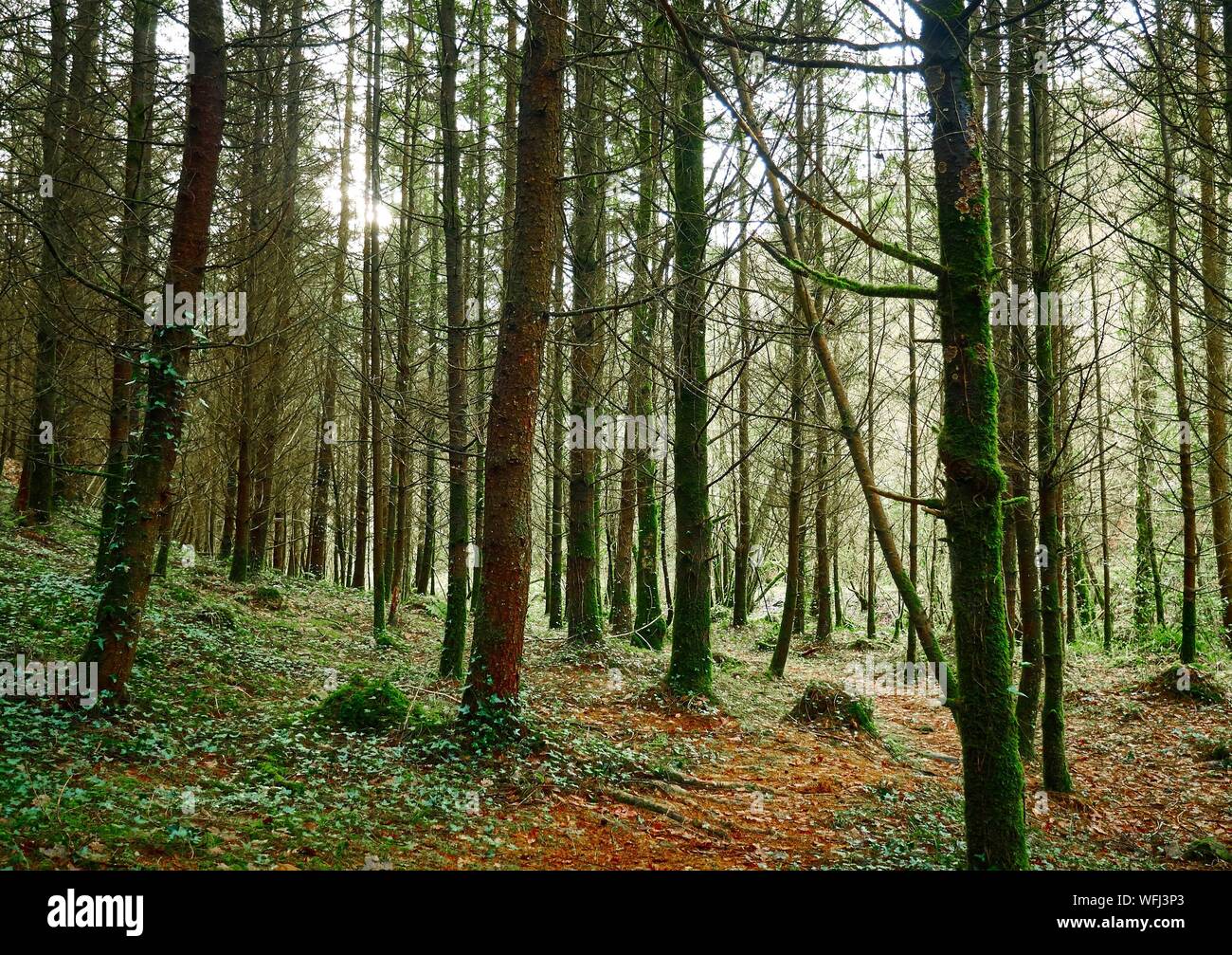 Densely growing trees hi-res stock photography and images - Alamy