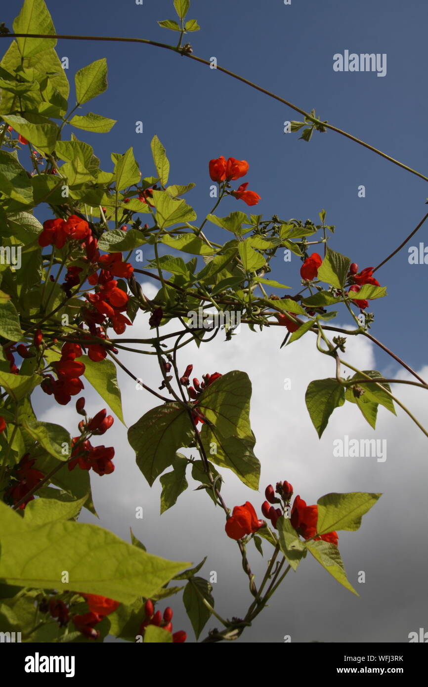 Runner beans growing feeding hi-res stock photography and images - Alamy