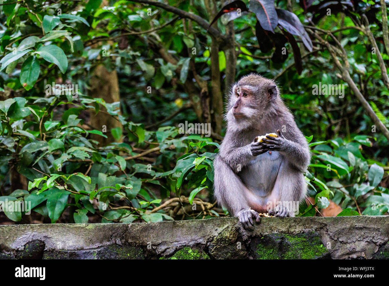 `Funny monkey in nature scene Stock Photo - Alamy