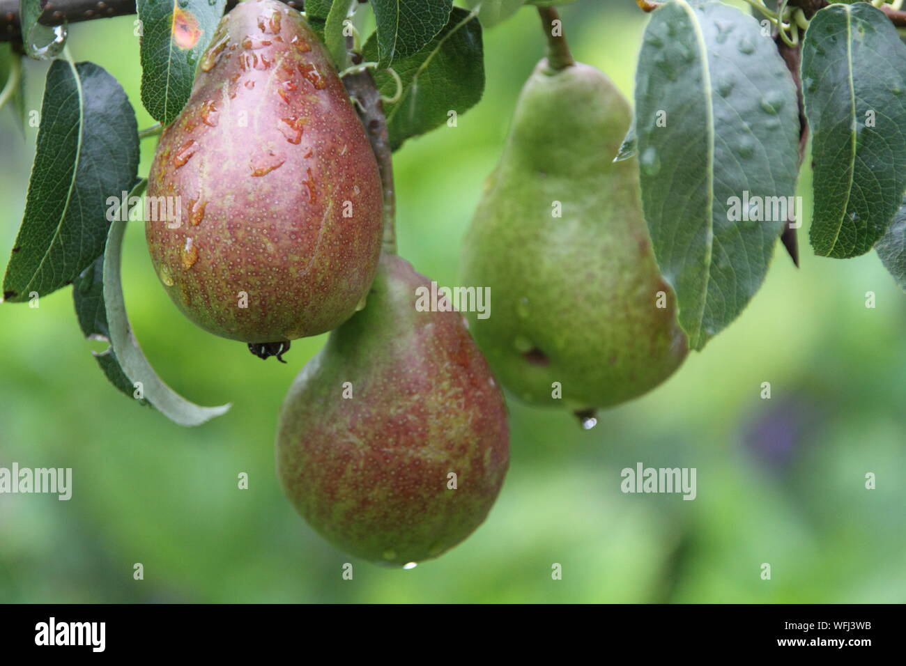 Growing perry pears hi-res stock photography and images - Alamy