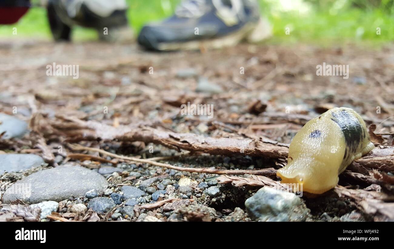 Slug banana hi-res stock photography and images - Alamy