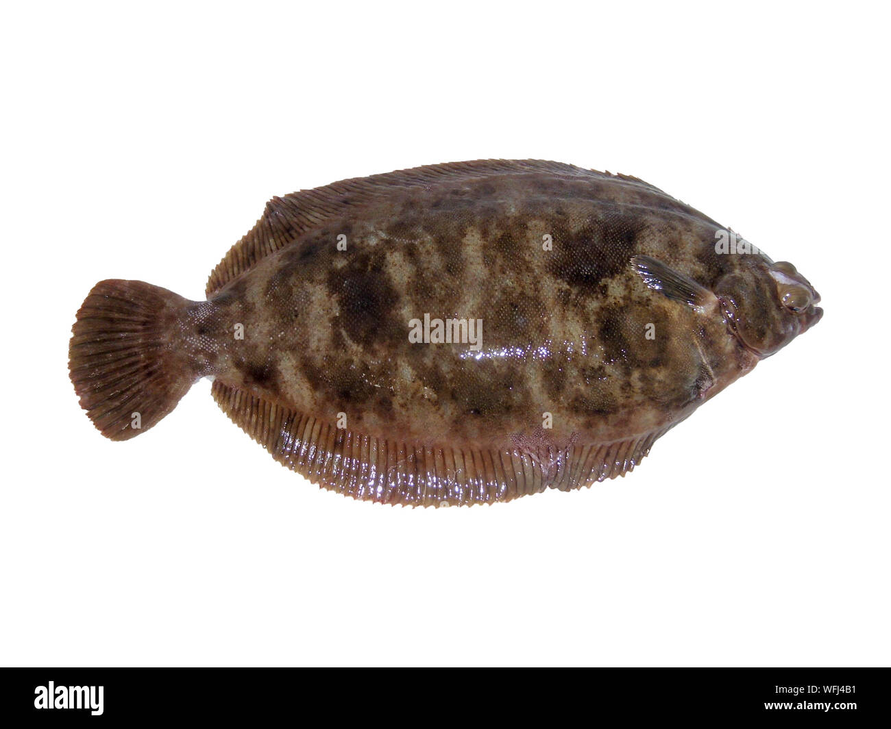Flounder isolated on white background Stock Photo - Alamy