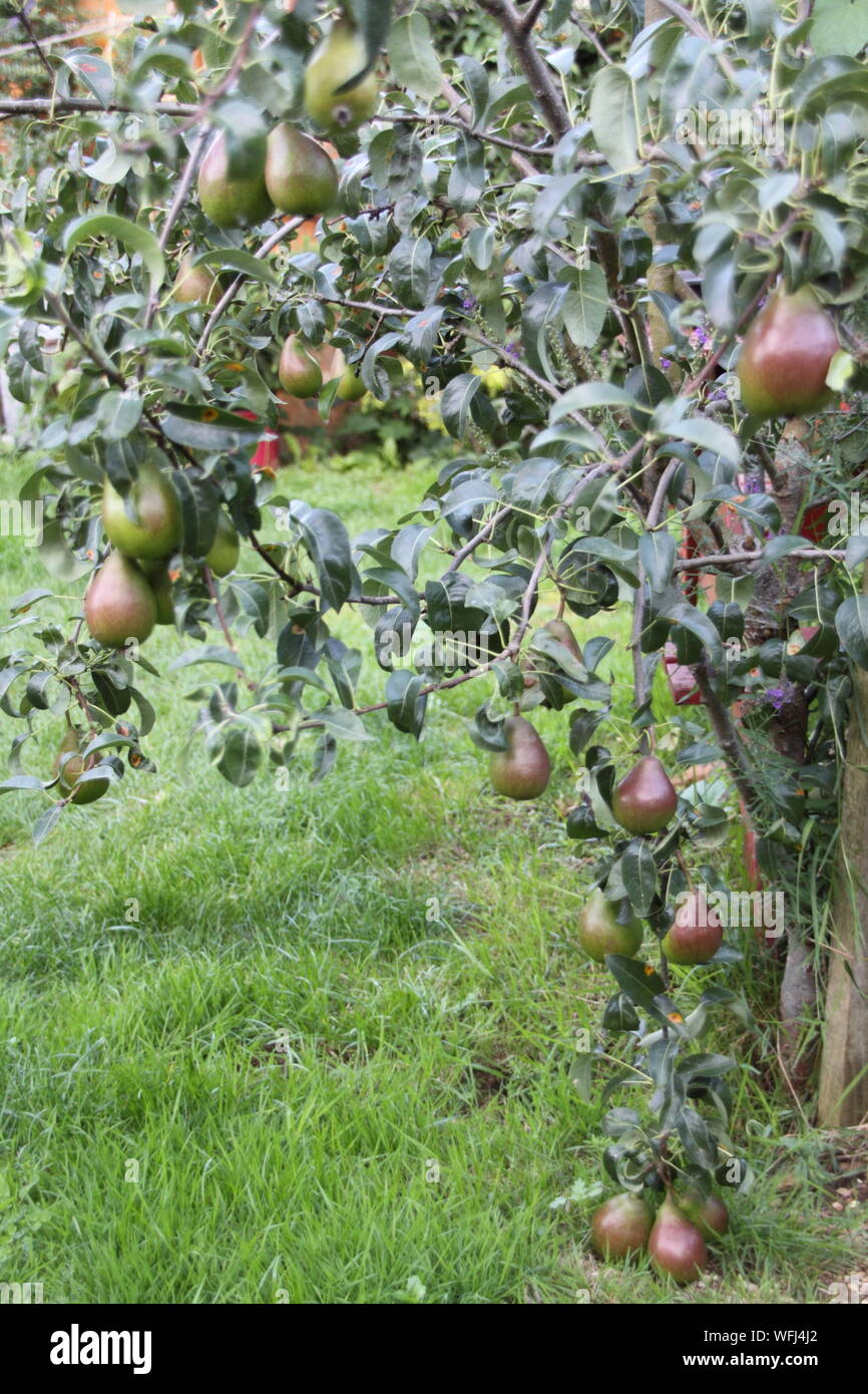 Branches heavy with Pears Stock Photo - Alamy