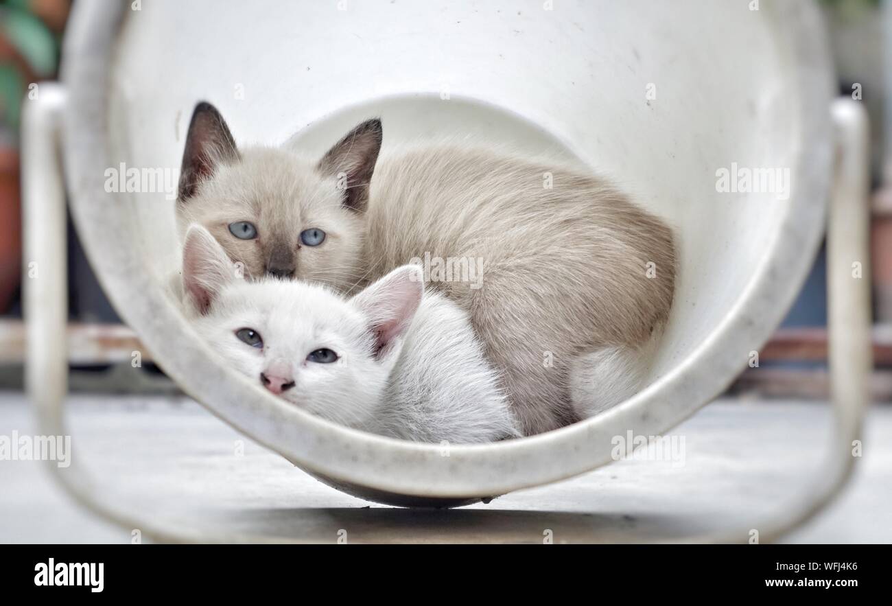 Two cat kitten bucket hi-res stock photography and images - Alamy