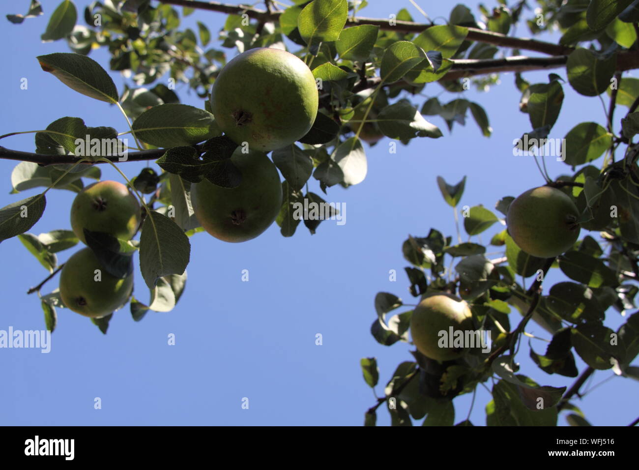 Growing perry pears hi-res stock photography and images - Alamy