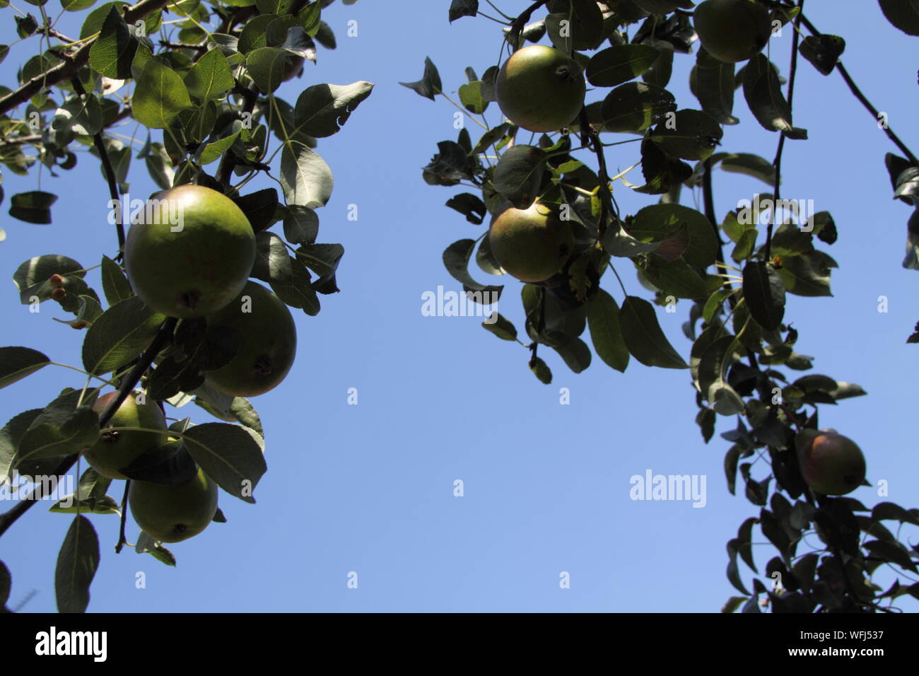 Growing perry pears hi-res stock photography and images - Alamy
