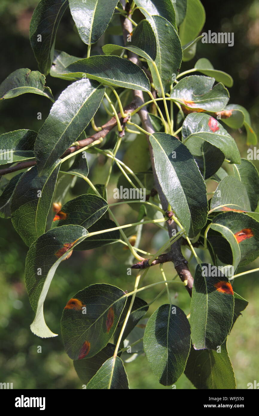 Pear Disease Stock Photos & Pear Disease Stock Images - Alamy