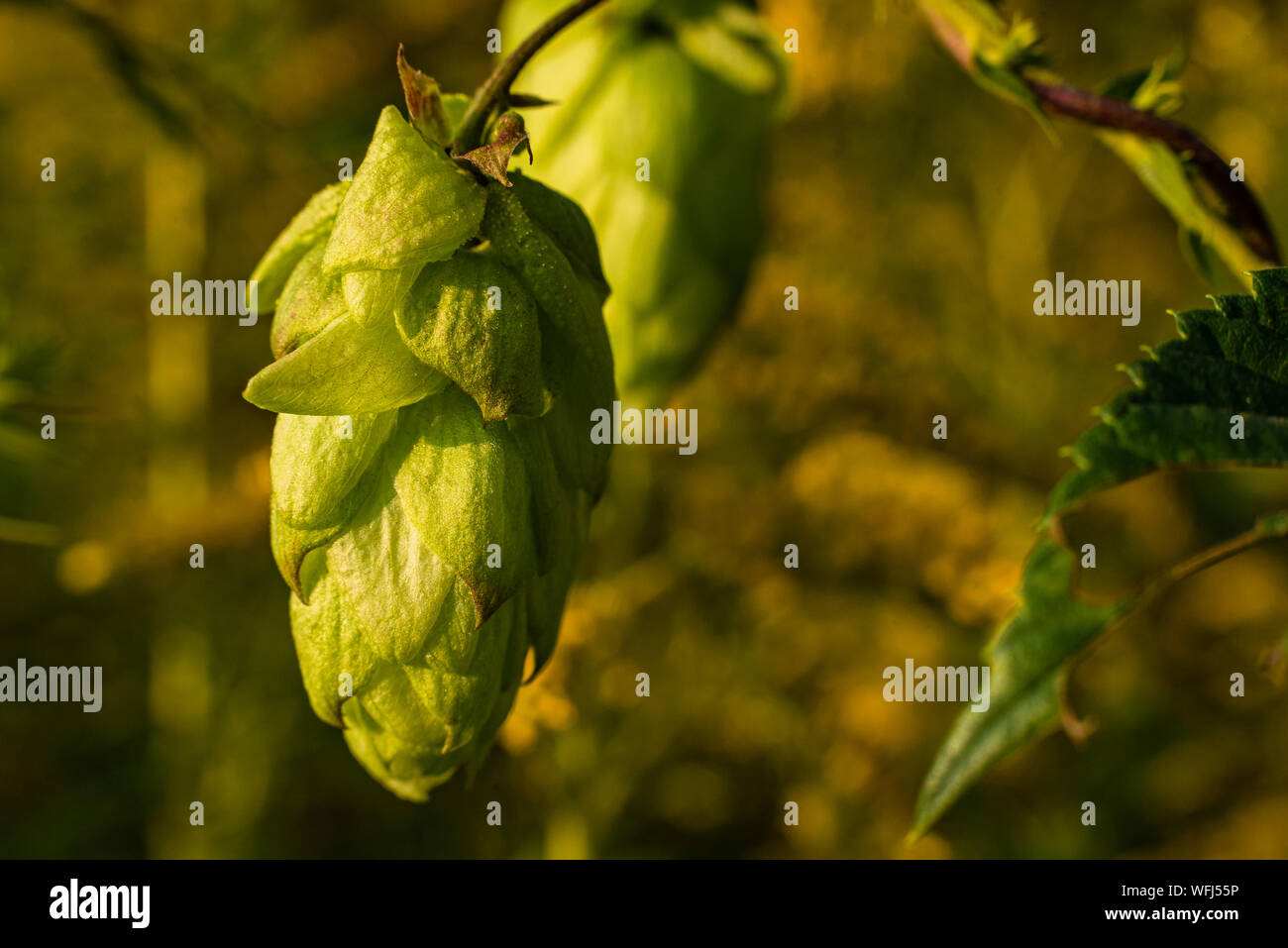 Close up of a hops cone, Wild Hop Plant Stock Photo - Alamy