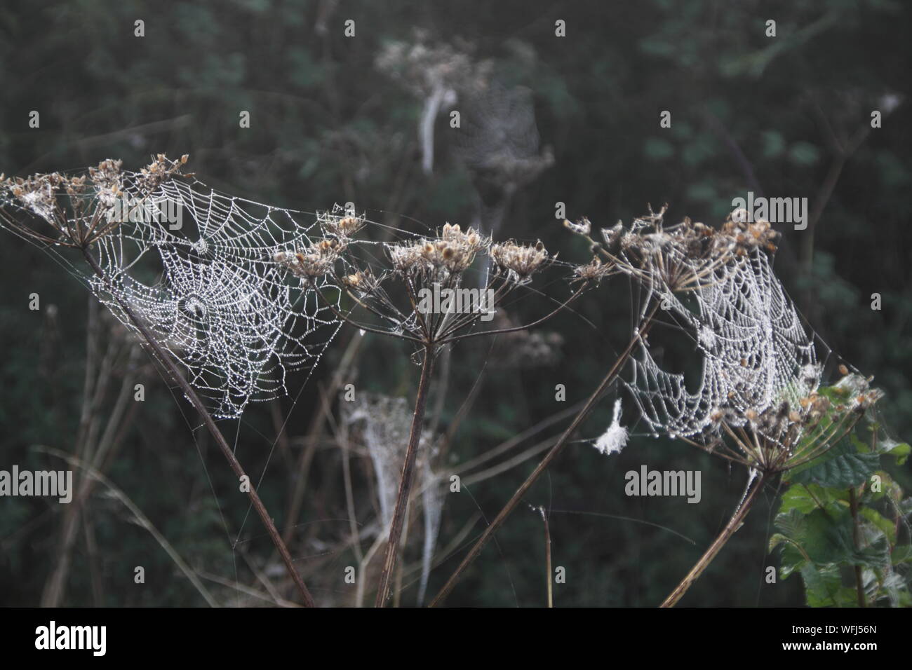 Air breathing arthropods hi-res stock photography and images - Alamy