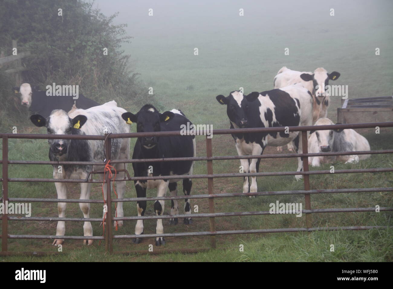 Cows lying in water hi-res stock photography and images - Alamy