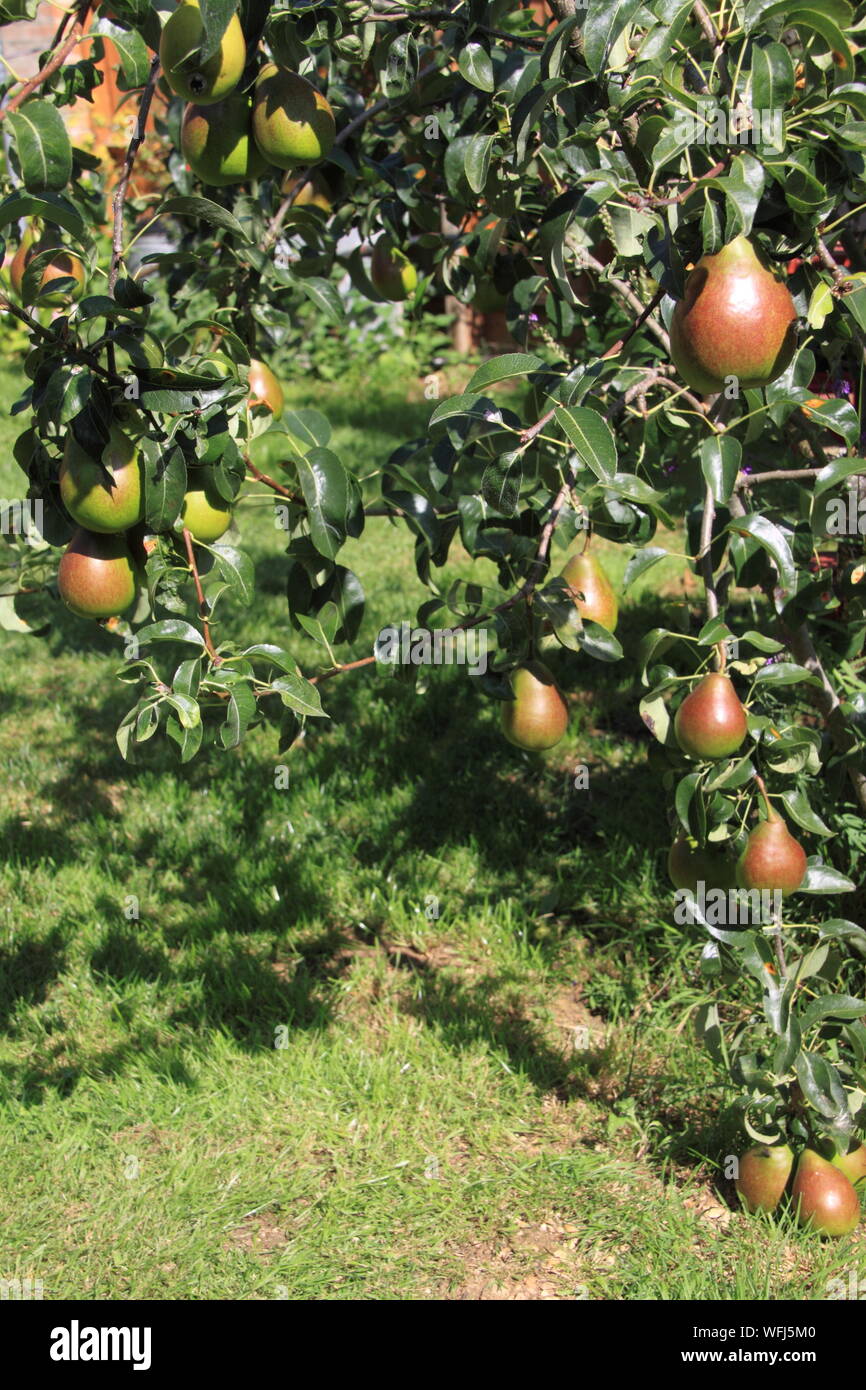 Perry pear tree hi-res stock photography and images - Alamy