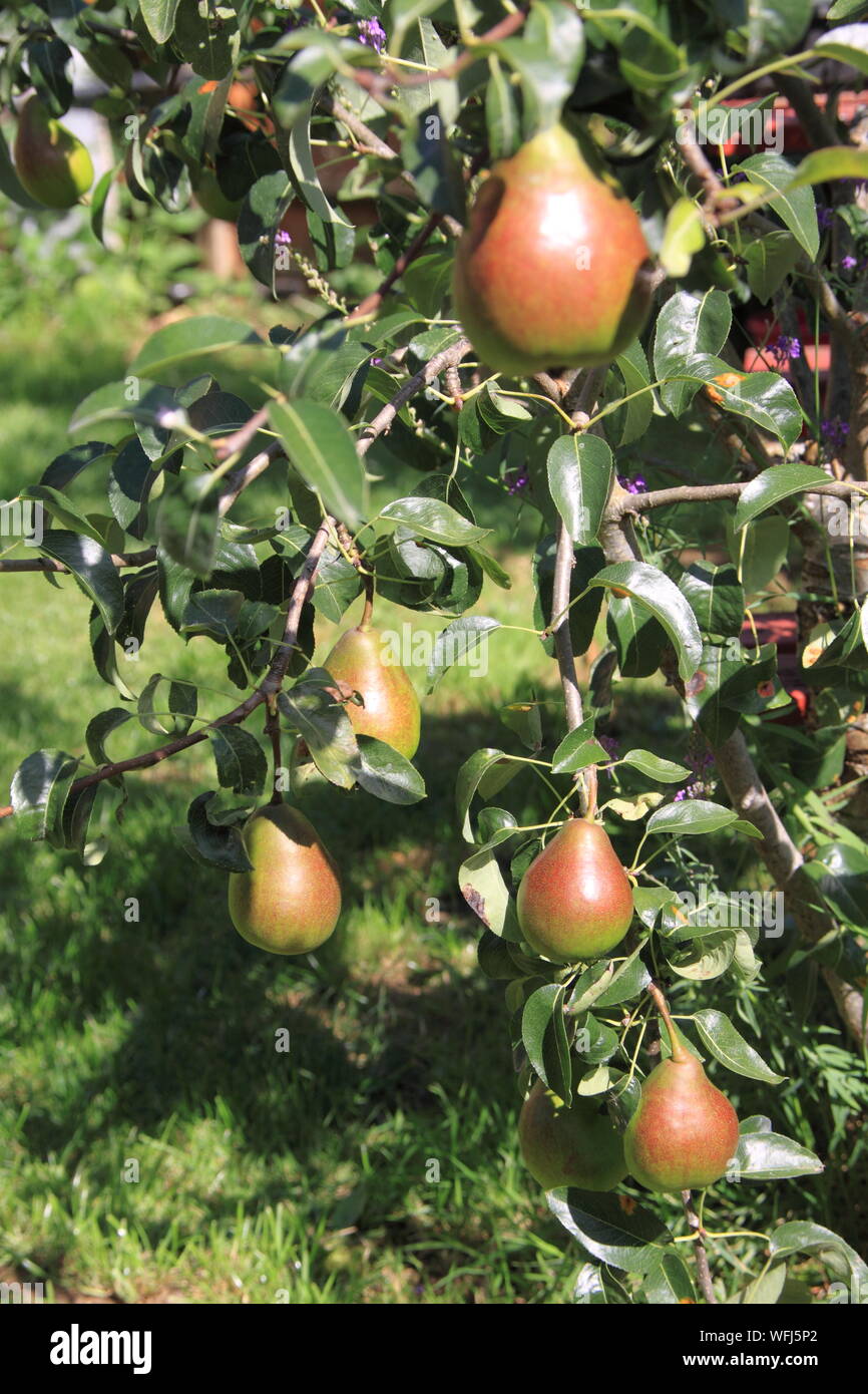 Perry pear tree hi-res stock photography and images - Alamy
