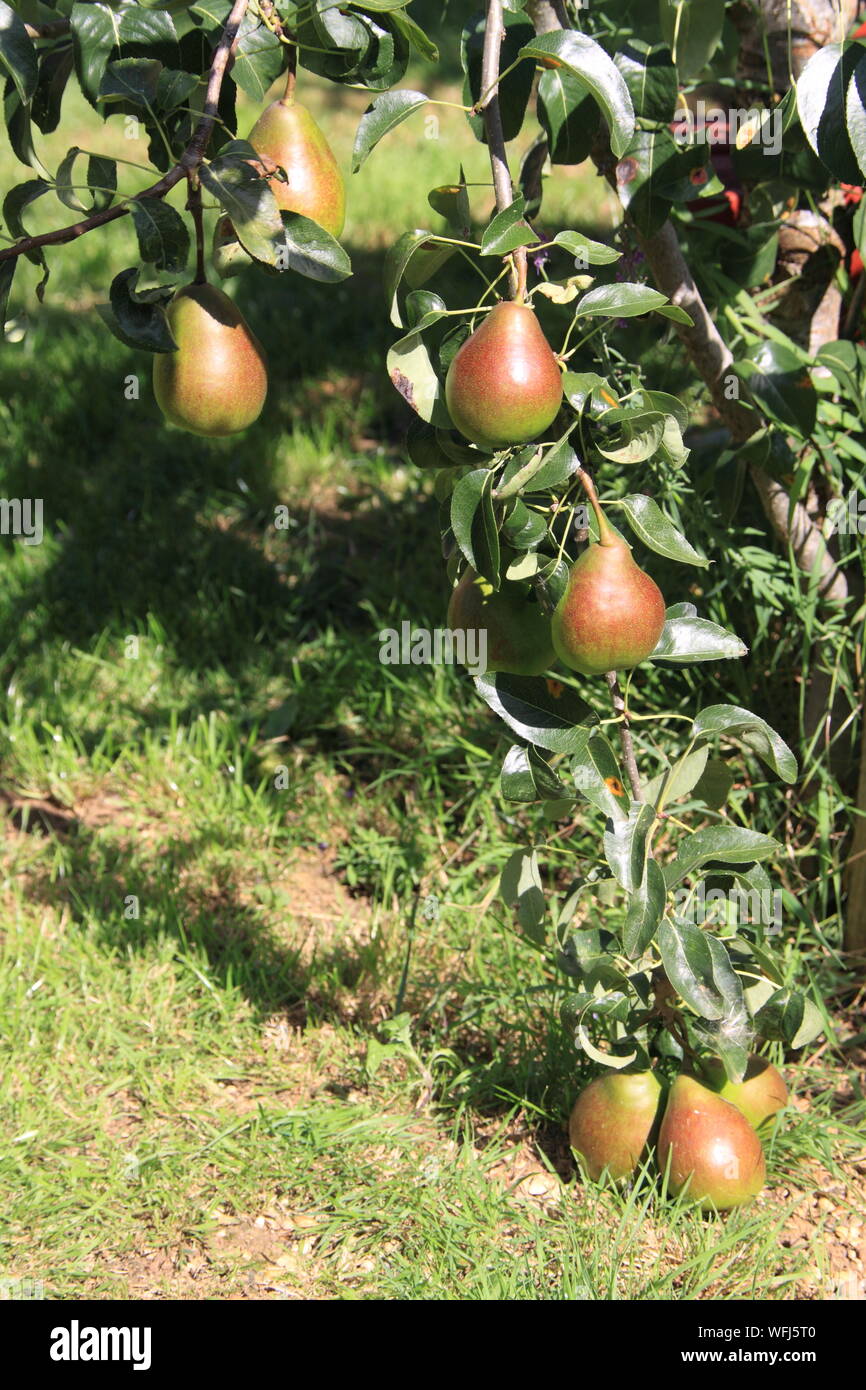 Perry pear tree hi-res stock photography and images - Alamy