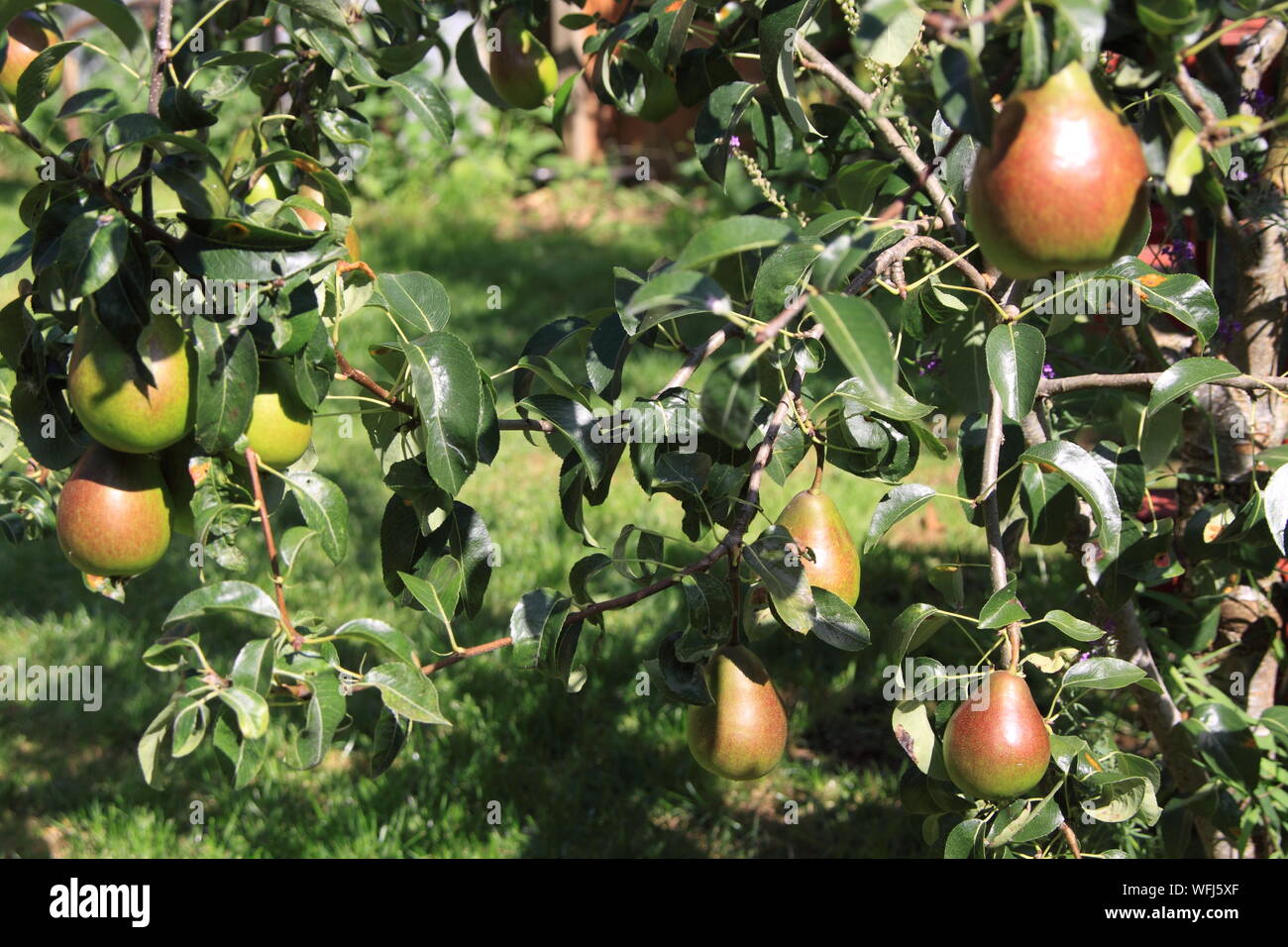 Pears hanging on Pear Tree in Garden Stock Photo - Alamy