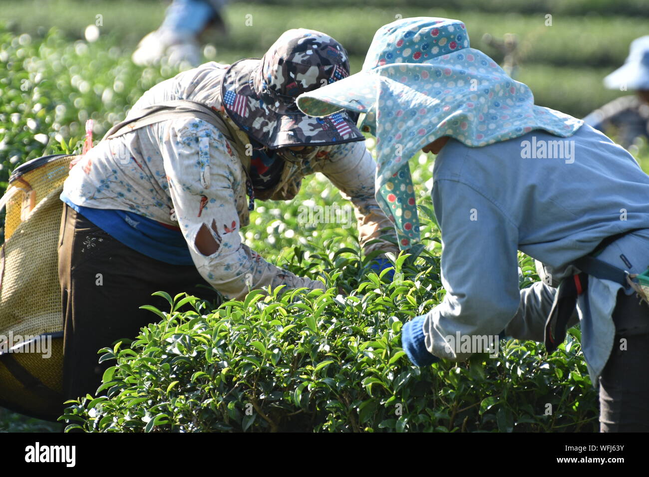 Picking Tea Leaves High Resolution Stock Photography and Images - Alamy