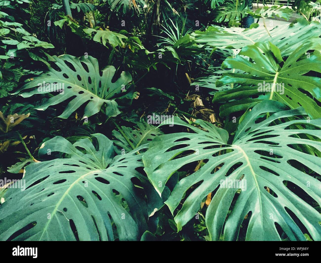 Green growing plants hi-res stock photography and images - Alamy