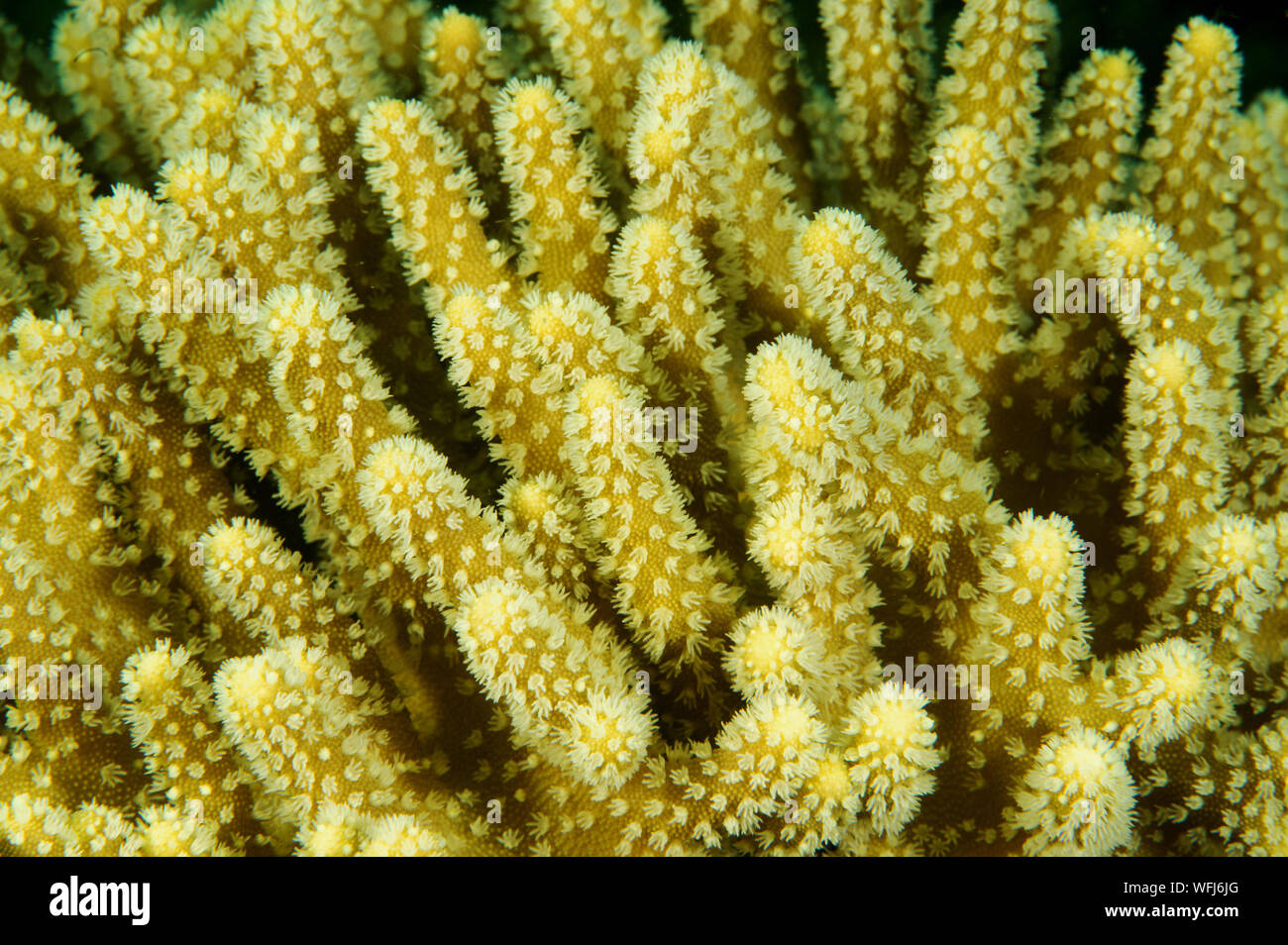 Closeup of softcoral polyps, Lobophyton sp., Raja Ampat Indonesia Stock ...