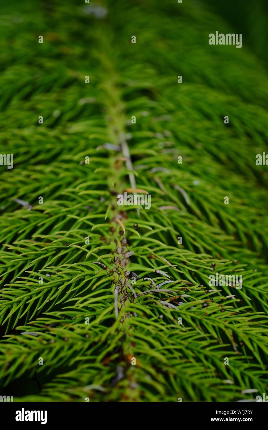 Fern and grass hi-res stock photography and images - Alamy