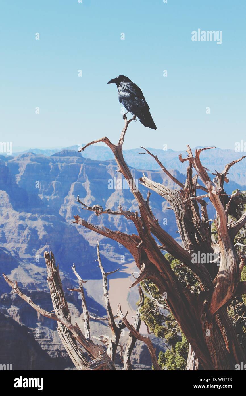 Raven on dead tree hi-res stock photography and images - Alamy