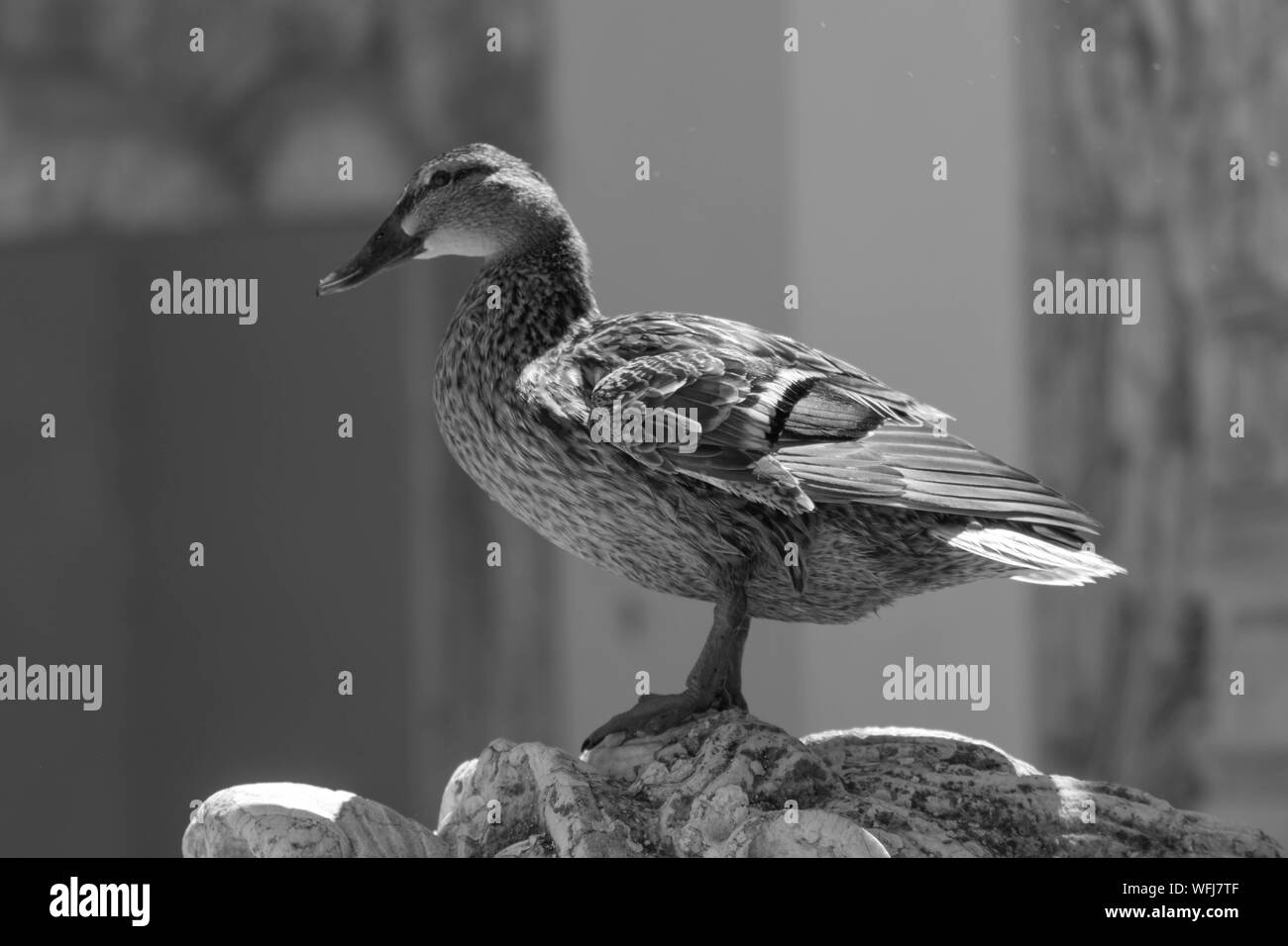 Side on view of duck Black and White Stock Photos & Images - Alamy