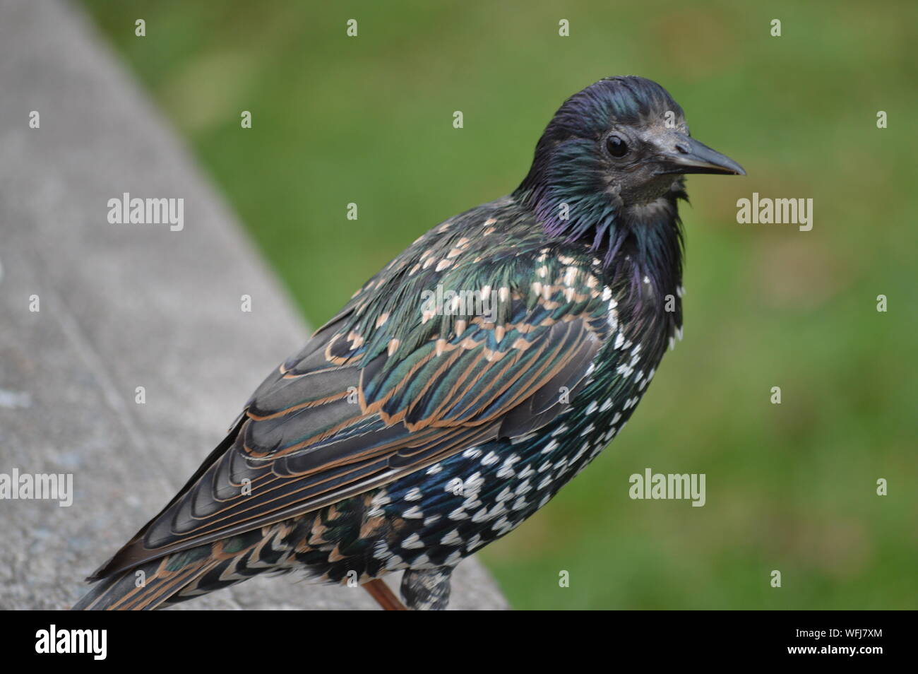 Starling profile hi-res stock photography and images - Alamy