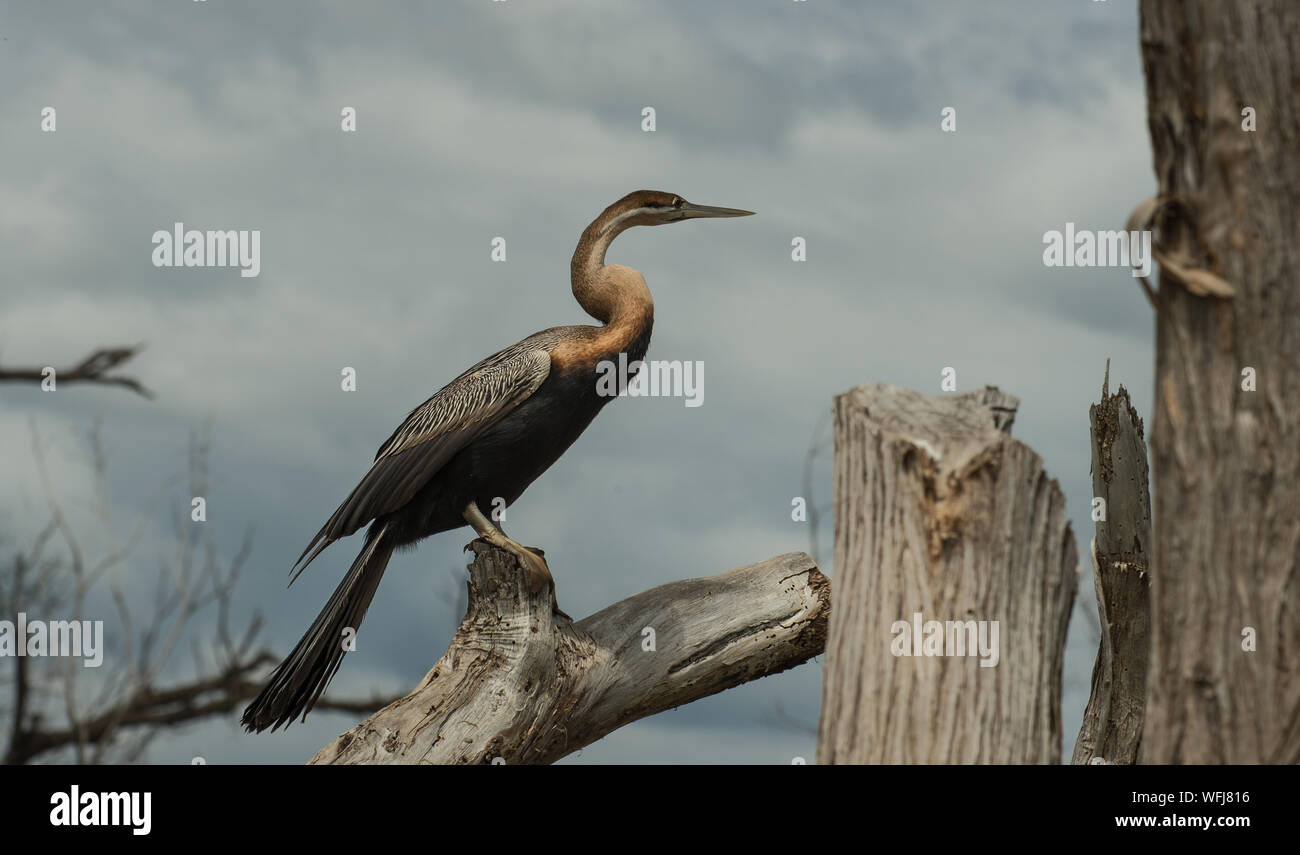Immature African Darte, Anhinga rufa, Anhingidae, Lake Baringo National ...