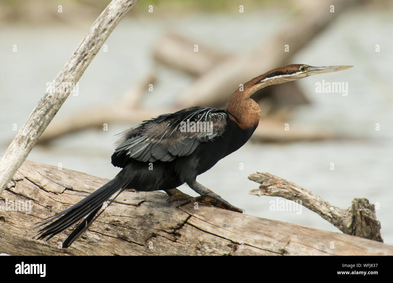Male of African Darte, Anhinga rufa, Anhingidae, Lake Baringo National ...