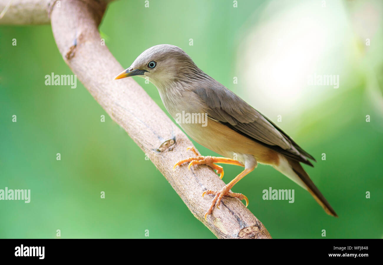 Chestnut tailed starling sturnus malabaricus hi-res stock photography ...