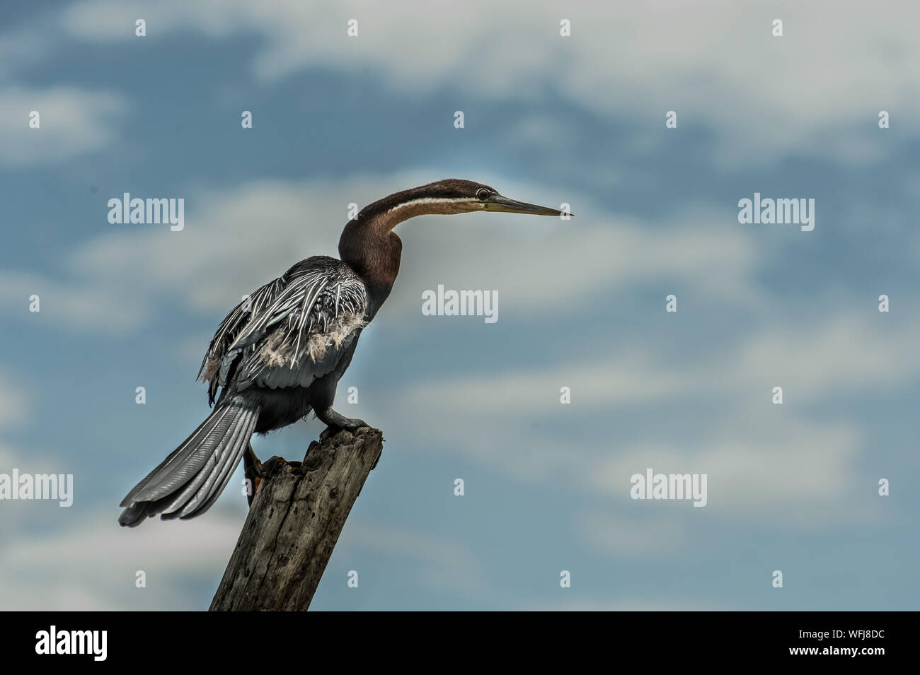 Male of African Darte, Anhinga rufa, Anhingidae, Lake Baringo National ...