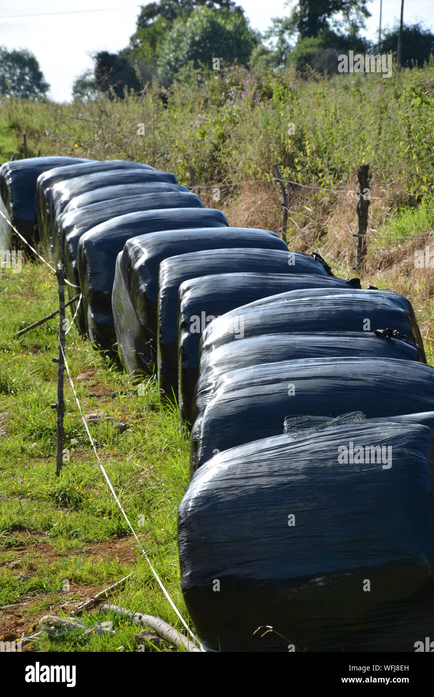 Row of plastic covered hay bales hi-res stock photography and images ...