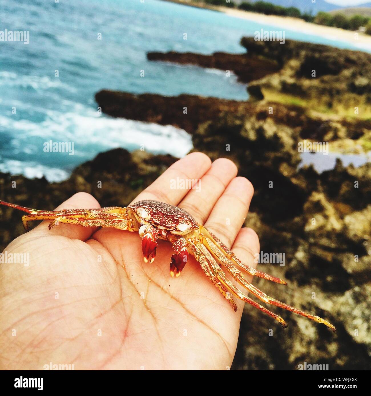 Hawaii crab on beach hi-res stock photography and images - Alamy