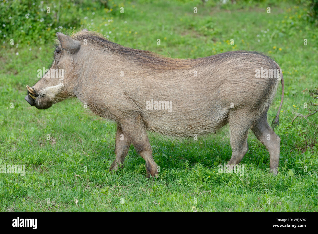 Warthog Walking On Field Stock Photo - Alamy